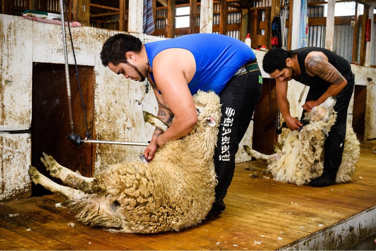 Workshops planned on the future of strong wool